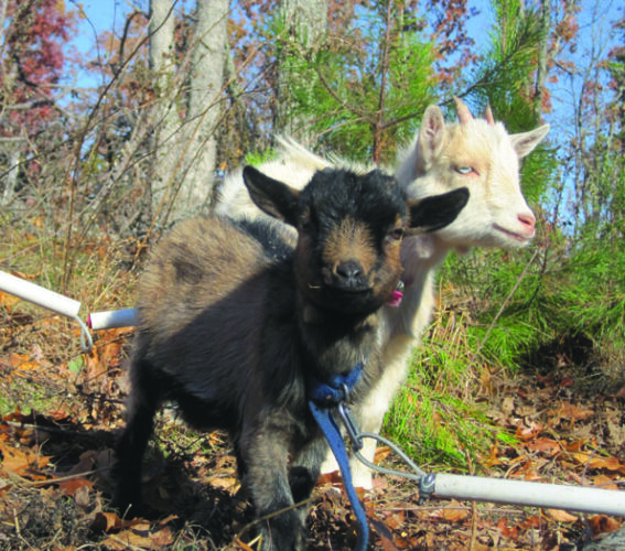 Goat Herding Tips: Common Goat-Keeping Mistakes to Avoid - Grit